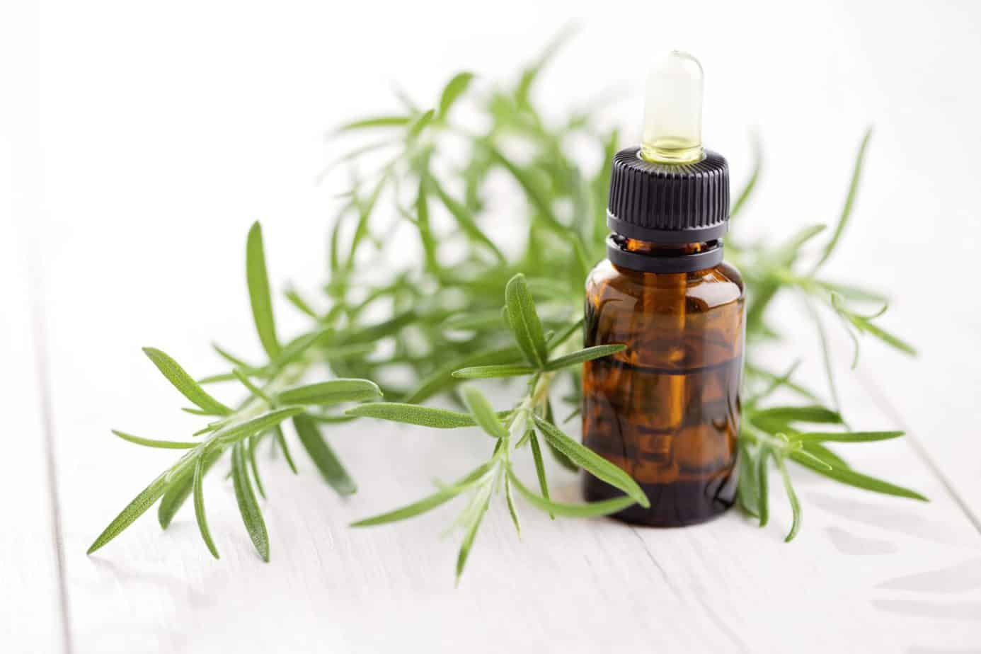 Is Rosemary Safe During Pregnancy? Tea, Oils and Extracts Explained ...
