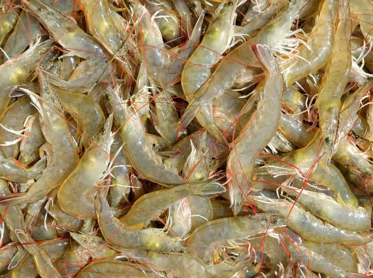 Can Pregnant Women Eat Shrimp and Prawns? Find Out Here - Pregnancy ...