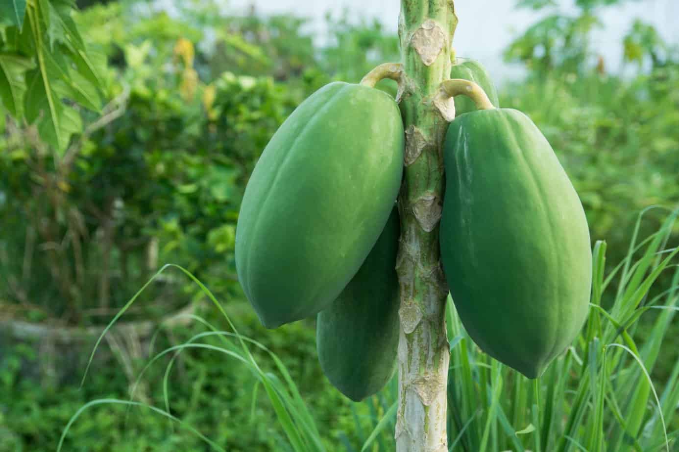 Unripe Papaya and Pregnancy Facts: Abortion Risk and More - Pregnancy ...